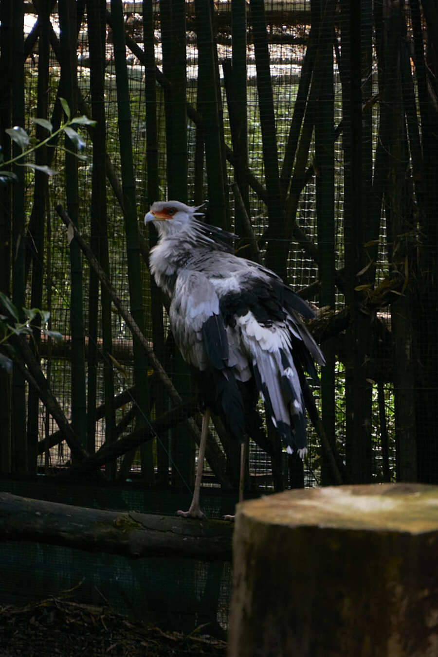 Zoo de Lourosa: O Único Parque Ornitológico do País - Rota do Amanhã